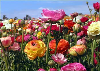 PeaHen Pad: Inspiration: Ranunculus